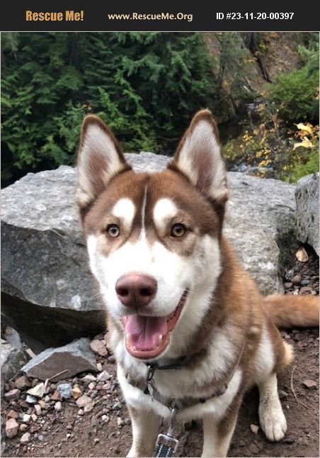 ADOPT 23112000397 ~ Siberian Husky Rescue ~ Portland, OR