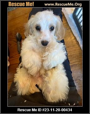 - Illinois Dog Rescue - ADOPTIONS - Rescue Me!