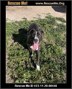 - Nevada Dog Rescue - ADOPTIONS - Rescue Me!