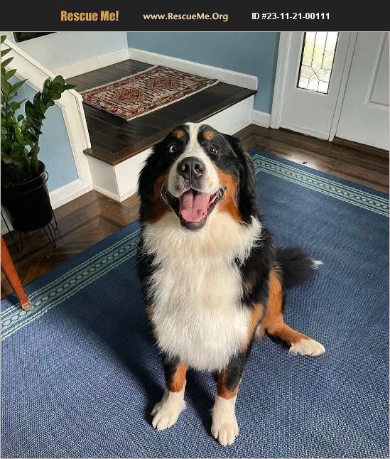 ADOPT 23112100111 ~ Bernese Mountain Dog Rescue ~ South Orange, NJ