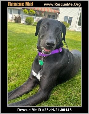 - New York Lab Rescue - ADOPTIONS - Rescue Me!