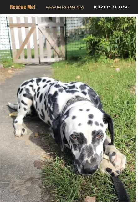 ADOPT 23112100256 ~ Dalmatian Rescue ~ Southern CA, CA