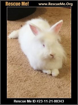 - California Rabbit Rescue - ADOPTIONS - Rescue Me!