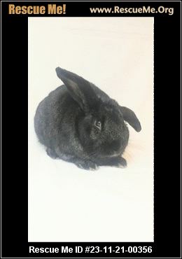 - California Rabbit Rescue - ADOPTIONS - Rescue Me!