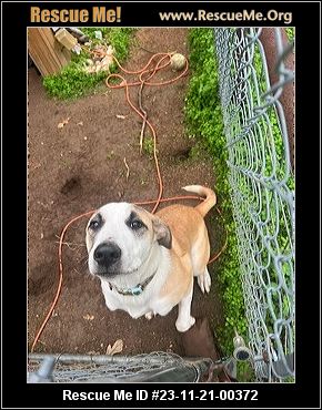 - Texas Saint Bernard Rescue - ADOPTIONS - Rescue Me!