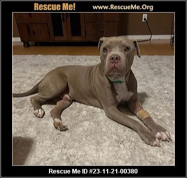 - Arizona Pit Bull Rescue - ADOPTIONS - Rescue Me!