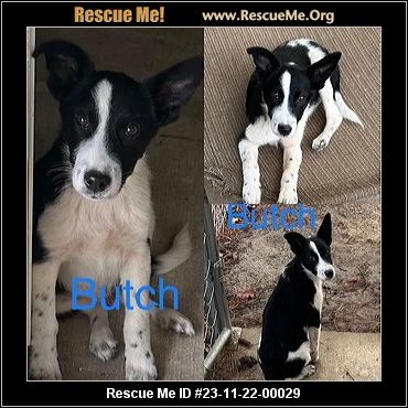 - Florida Border Collie Rescue - ADOPTIONS - Rescue Me!
