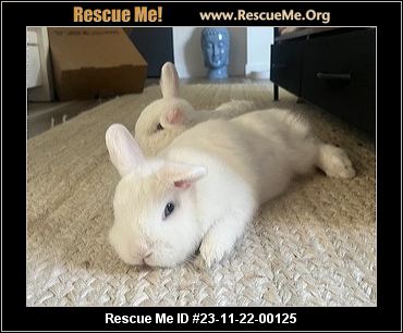 - California Rabbit Rescue - ADOPTIONS - Rescue Me!