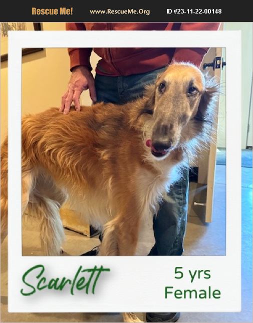 ADOPT 23112200148 ~ Borzoi Rescue ~ Hinesburg, VT