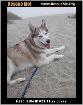 - Oregon Dog Rescue - ADOPTIONS - Rescue Me!