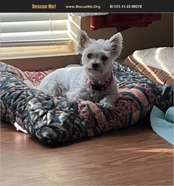 ADOPT 23112200278 ~ Maltese Rescue ~ Alamosa, CO