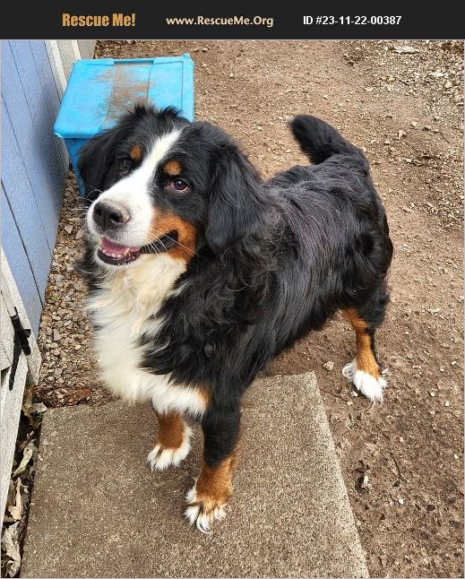 ADOPT 23112200387 ~ Bernese Mountain Dog Rescue ~ Liberty Center, OH