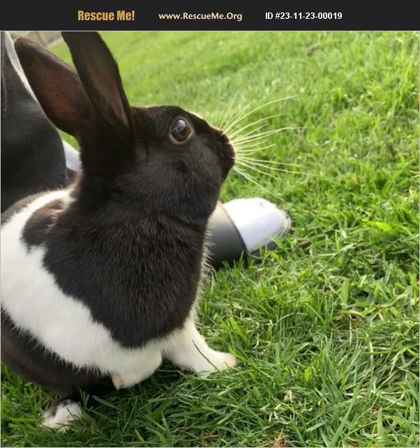 ADOPT 23112300019 ~ Rabbit Rescue ~ Chino, CA