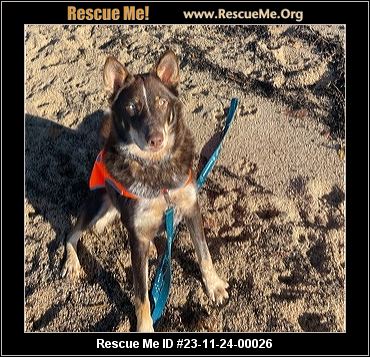 - Nevada Dog Rescue - ADOPTIONS - Rescue Me!