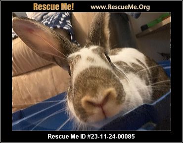 - Illinois Rabbit Rescue - ADOPTIONS - Rescue Me!