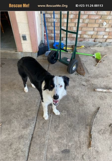 ADOPT 23112400113 ~ Border Collie Rescue ~ San Antonio, TX