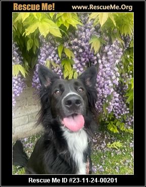 - California Border Collie Rescue - ADOPTIONS - Rescue Me!