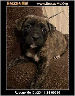 - Colorado Dog Rescue - ADOPTIONS - Rescue Me!