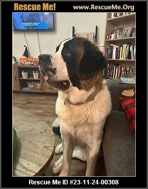 - Washington Saint Bernard Rescue - ADOPTIONS - Rescue Me!