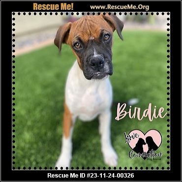 - Arizona Boxer Rescue - ADOPTIONS - Rescue Me!
