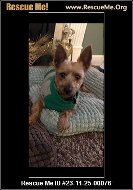 - Tennessee Yorkie Rescue - ADOPTIONS - Rescue Me!