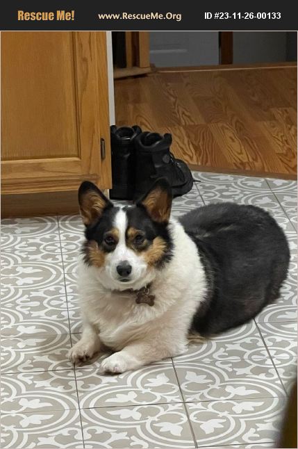 ADOPT 23112600133 ~ Corgi Rescue ~ West Haven, CT