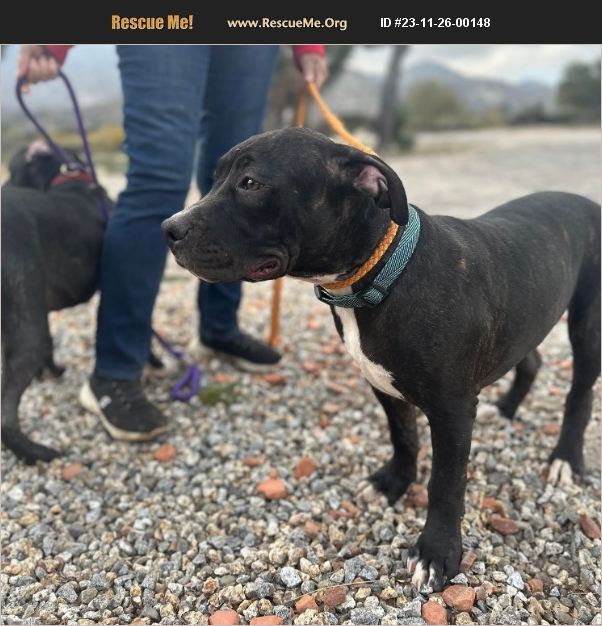 ADOPT 23112600148 ~ American Staffordshire Terrier Rescue ~ Seattle, WA