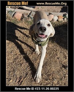- Colorado Great Pyrenees Rescue - ADOPTIONS - Rescue Me!
