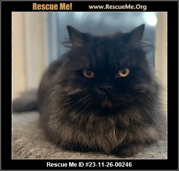 - Wisconsin Cat Rescue - ADOPTIONS - Rescue Me!