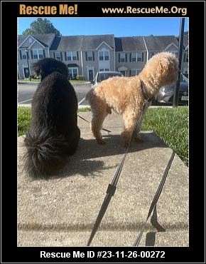 - Virginia Pomeranian Rescue - ADOPTIONS - Rescue Me!