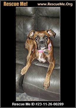 - Missouri Boxer Rescue - ADOPTIONS - Rescue Me!