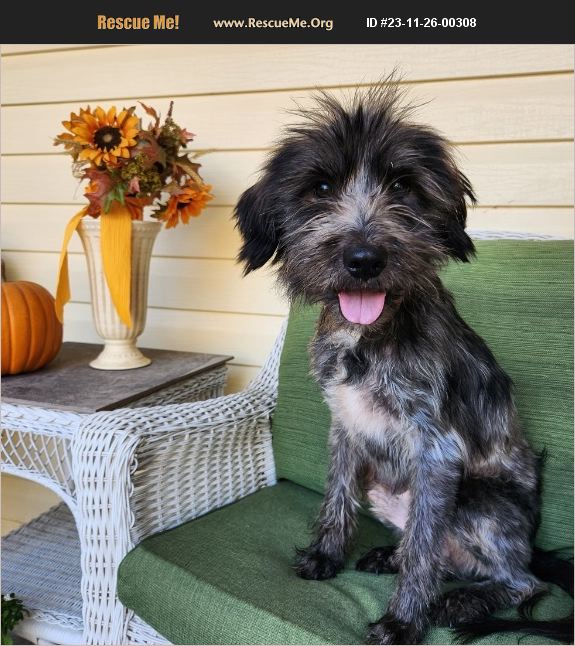 ADOPT 23112600308 ~ Cairn Rescue ~ Mecklenburg County, NC