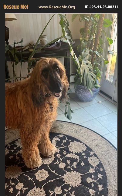 ADOPT 23112600311 ~ Afghan Hound Rescue ~ Morris Plains, NJ