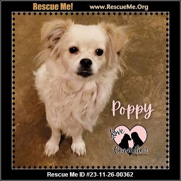 - Arizona Pomeranian Rescue - ADOPTIONS - Rescue Me!