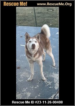 - Nevada Dog Rescue - ADOPTIONS - Rescue Me!