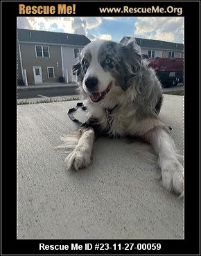 - Virginia Australian Shepherd Rescue - ADOPTIONS - Rescue Me!