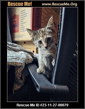 - Michigan Cat Rescue - ADOPTIONS - Rescue Me!