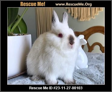 - South Carolina Rabbit Rescue - ADOPTIONS - Rescue Me!