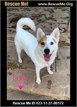 - Colorado Corgi Rescue - ADOPTIONS - Rescue Me!