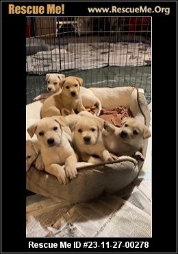 - Colorado Lab Rescue - ADOPTIONS - Rescue Me!