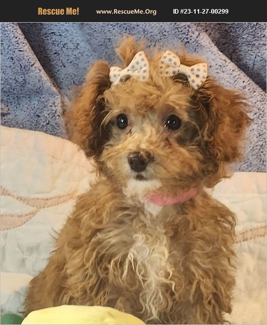 ADOPT 23112700299 ~ Cockapoo Rescue ~ Bon Carbo, CO