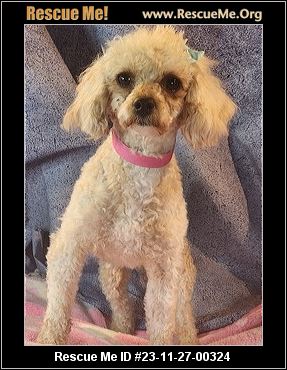 - Colorado Poodle Rescue - ADOPTIONS - Rescue Me!