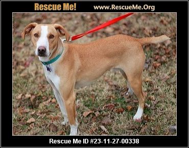 - Tennessee Mountain Cur Rescue - ADOPTIONS - Rescue Me!