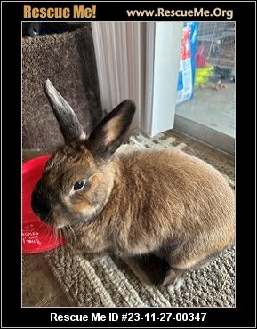 - California Rabbit Rescue - ADOPTIONS - Rescue Me!
