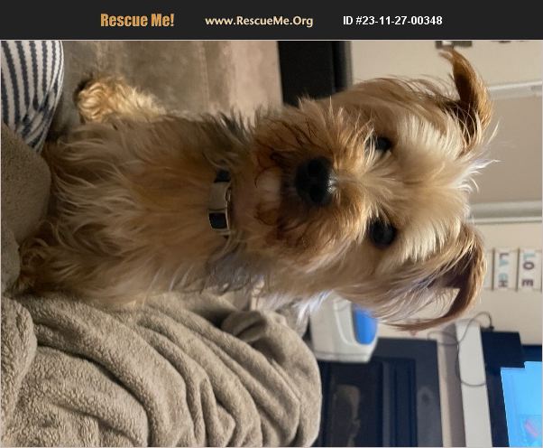 ADOPT 23112700348 ~ Yorkie Rescue ~ Fredericksburg, VA