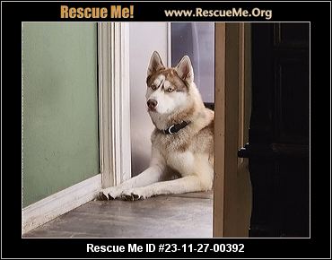 - Mississippi Dog Rescue - ADOPTIONS - Rescue Me!