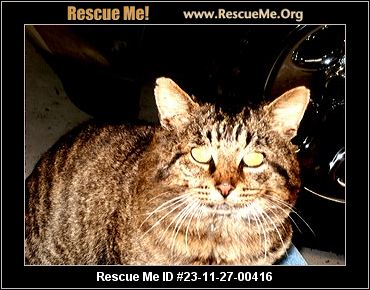 - Michigan Cat Rescue - ADOPTIONS - Rescue Me!
