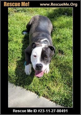 - California Pit Bull Rescue - ADOPTIONS - Rescue Me!
