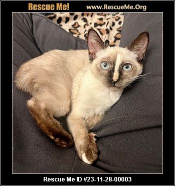 - California Siamese Rescue - ADOPTIONS - Rescue Me!