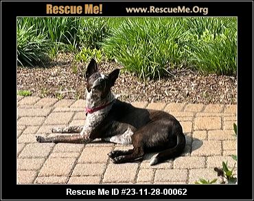 - Minnesota Dog Rescue - ADOPTIONS - Rescue Me!